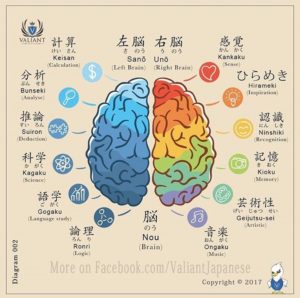 Educational infographic : The brain and its divisions. - Japan ...