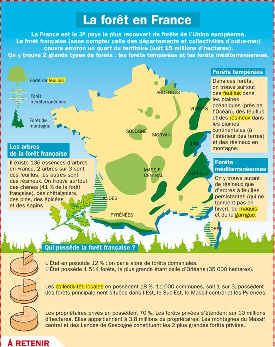 Educational infographic : La forêt en France - InfographicNow.com ...