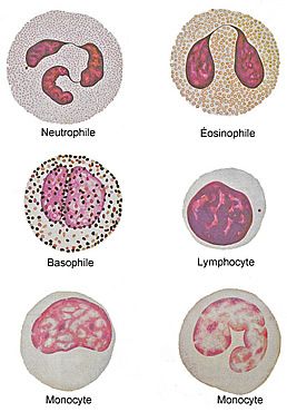 Science infographic - Différentes variétés de leucocytes ...