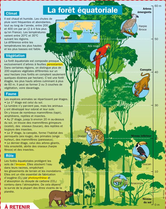 Science infographic – La forêt équatoriale | InfographicNow.com | Your ...