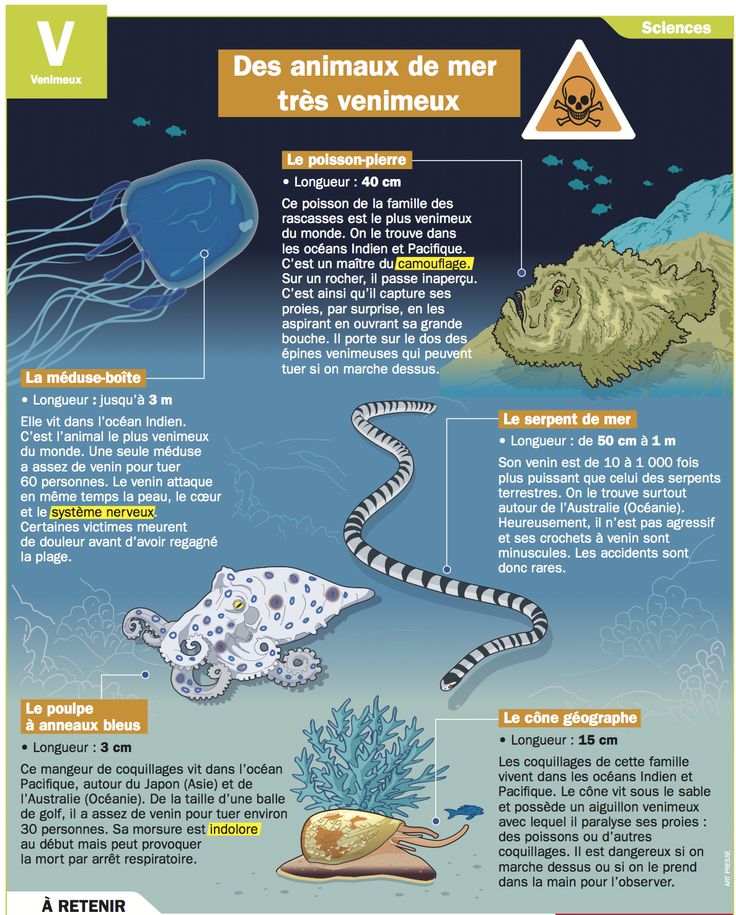 Science infographic - Des animaux de mer très venimeux - InfographicNow ...
