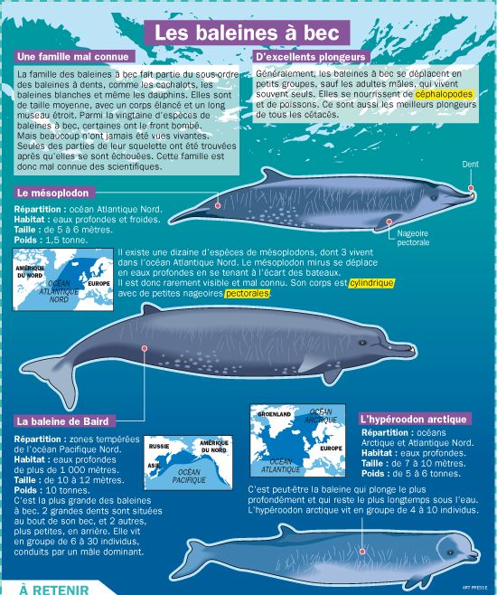 Science infographic – Les baleines à bec | InfographicNow.com | Your ...