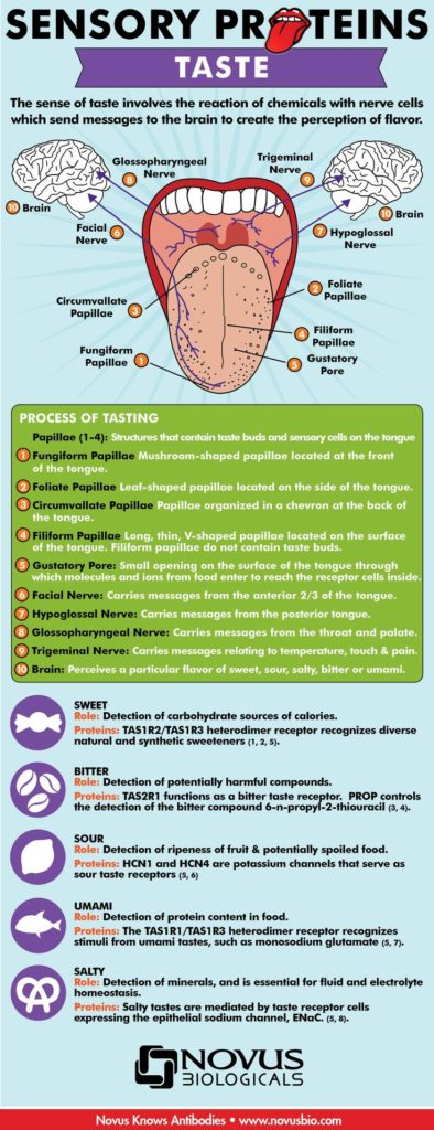 Health infographic : Taste Infographic: Explaining Taste from the ...