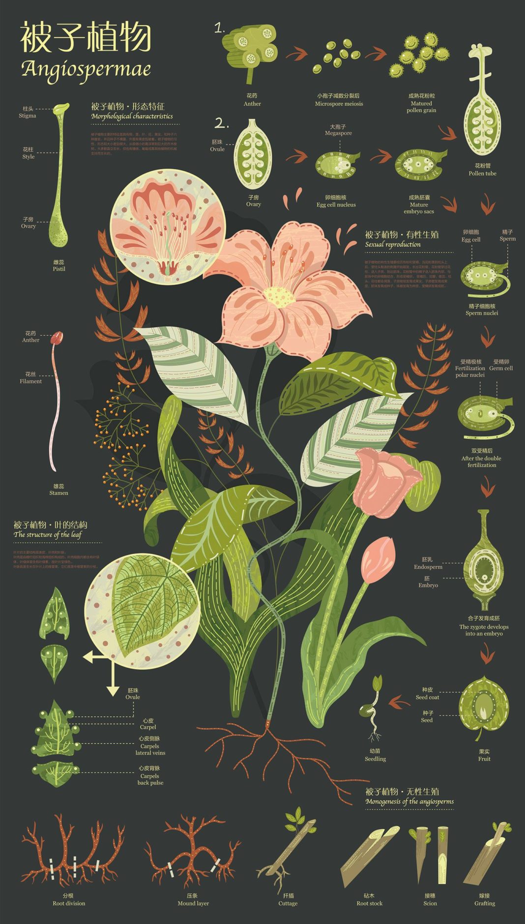 the infographics show - Infographic Design - Plants - InfographicNow ...